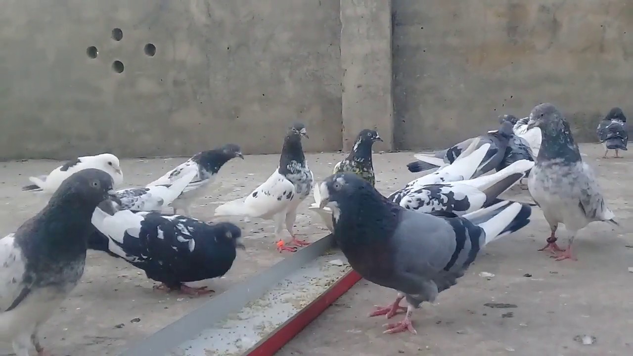 KABOOTAR |PIGEON |MY ALL BIRDS||PIGEONS|| IN ISLD - YouTube