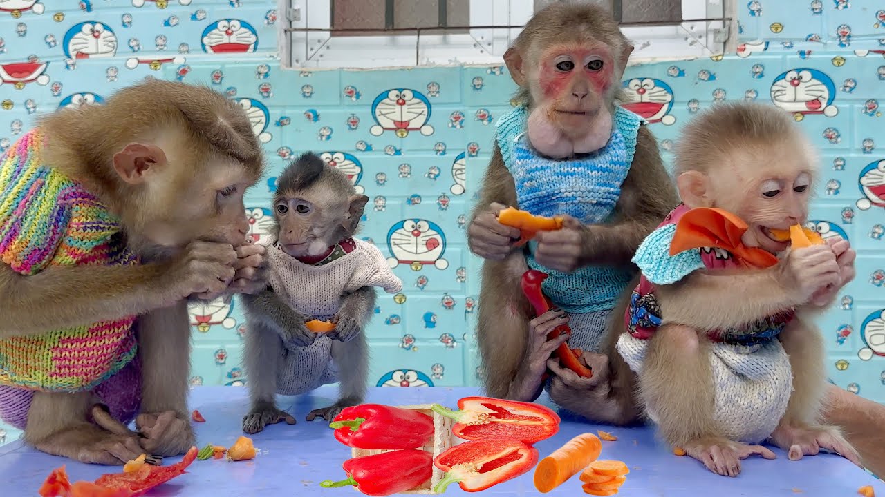 Monkey baby enjoys super delicious carrots and red bell peppers - YouTube