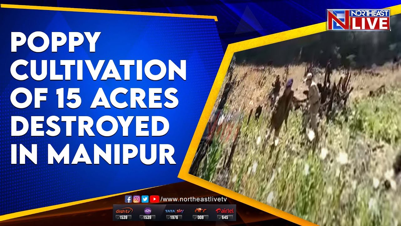 Poppy cultivation of 15 acres destroyed in Manipur - YouTube