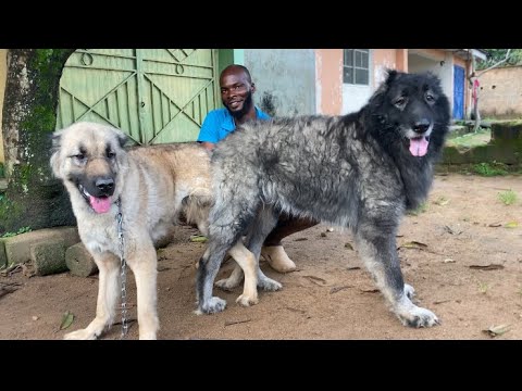 Successful Mating| Dog is 5 weeks pregnant #dog #puppy #breeder #breeding Caucasian shepherd dog 