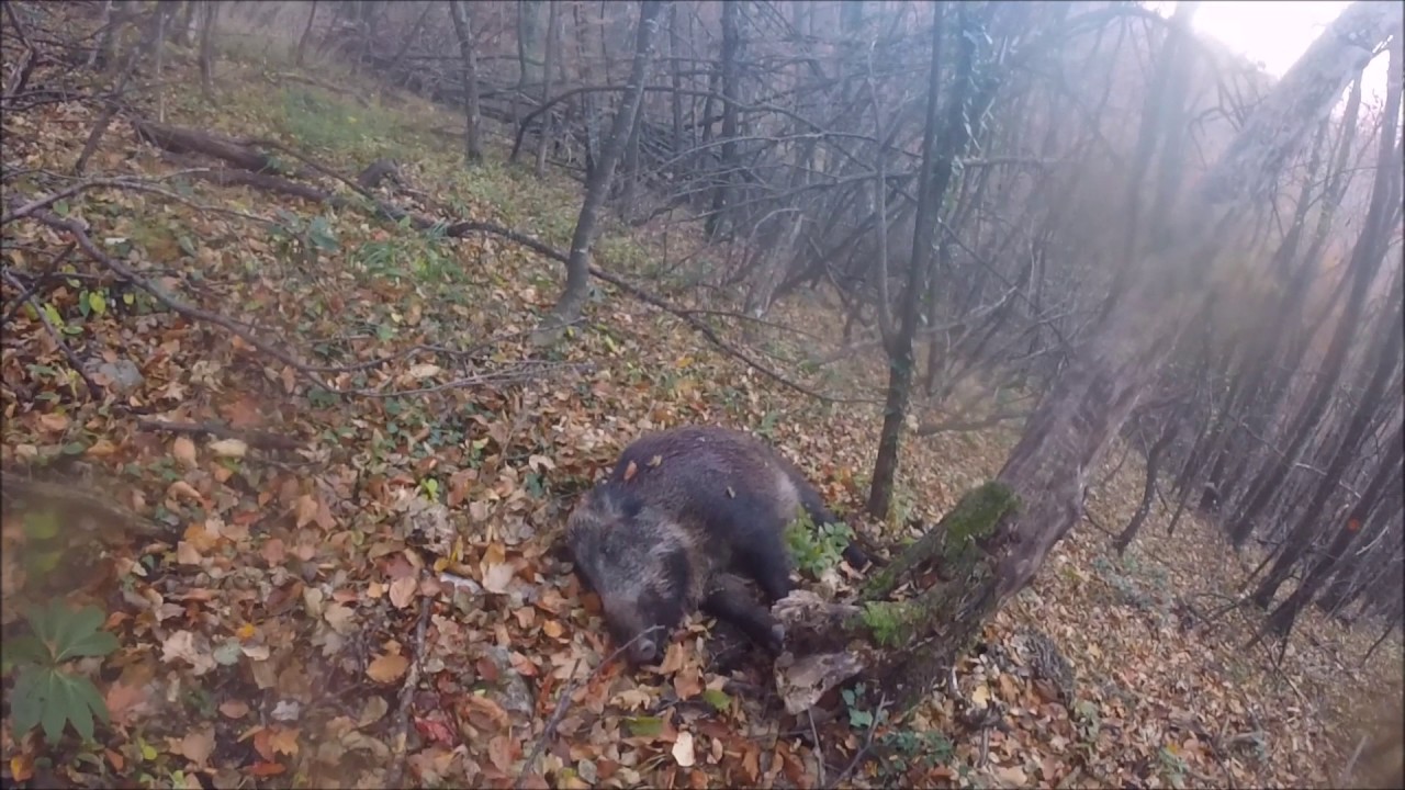 Wild boar hunting in Bulgaria - YouTube