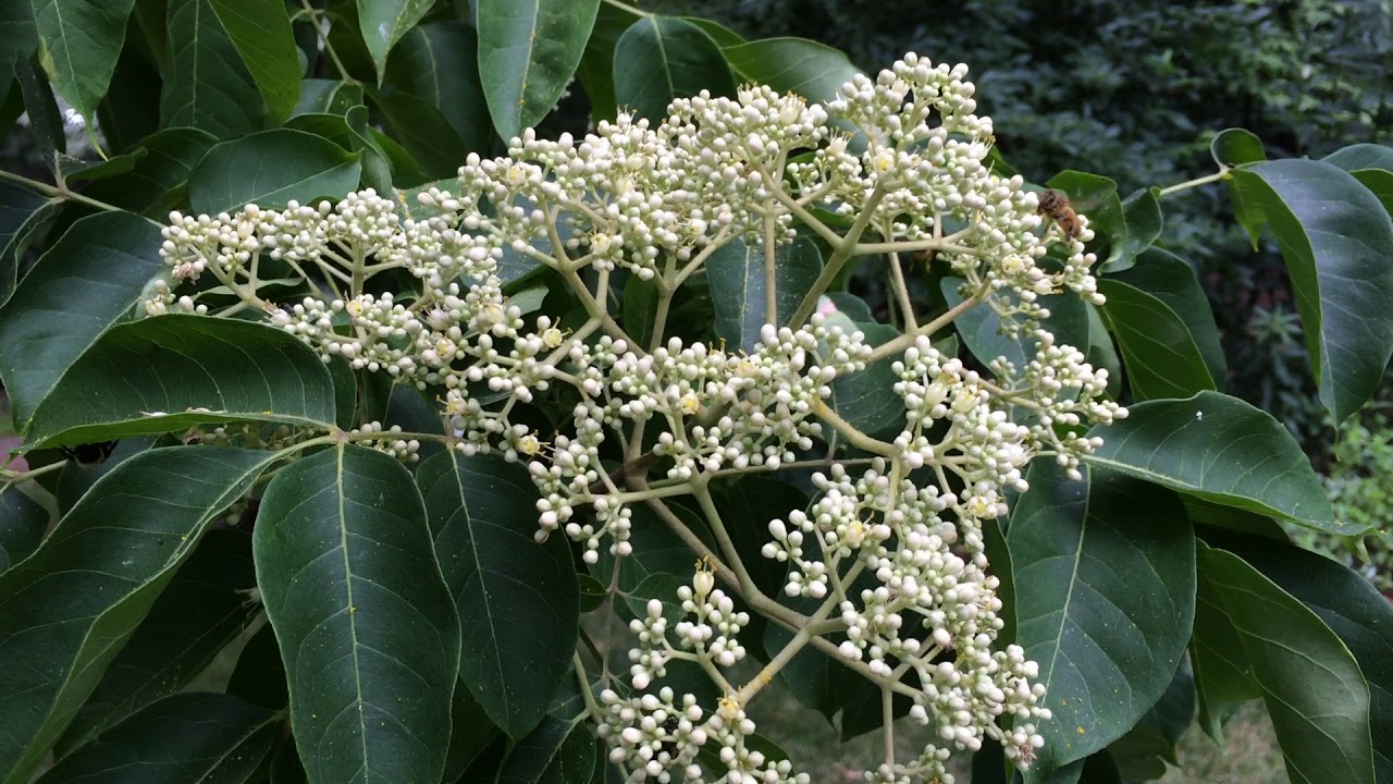 Bee Bee Tree - YouTube