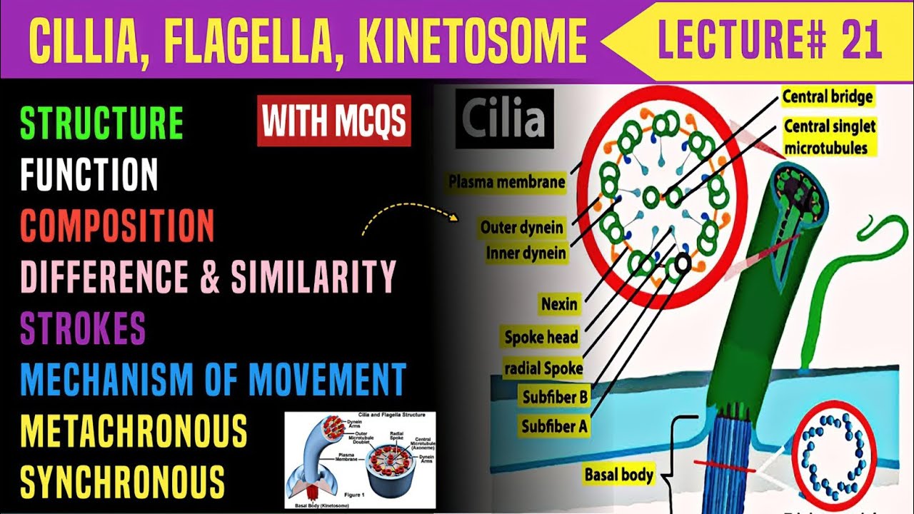 Cillia Vs Flagella | Kinetosome Or Basal Bodies | Structure | Strokes ...