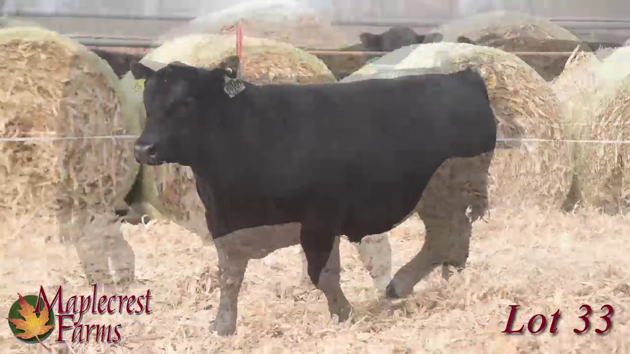 Lot 33, Maplecrest Insight J9109 - YouTube