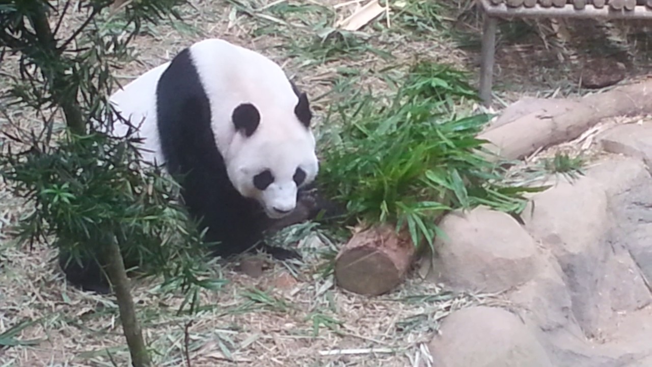 Panda in River Safari Singapore - YouTube
