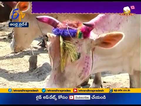 Etv Special Story on Importance of Kanuma Festival Thanksgiving ...