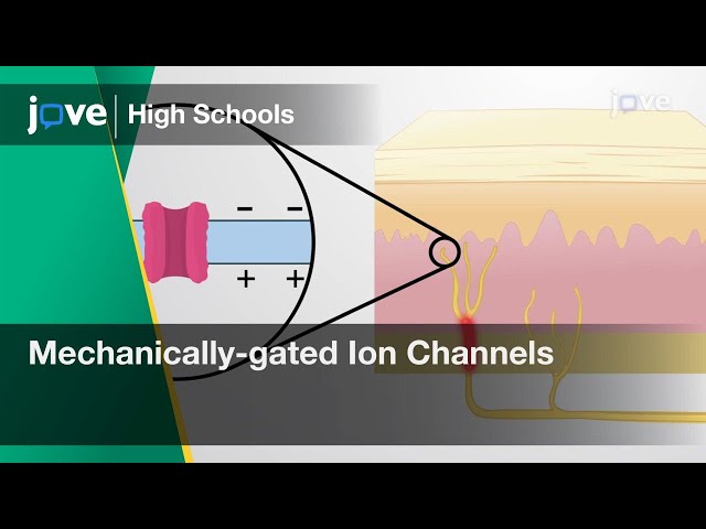 Mechanically Gated Channels Models For Stretch Activated Ion Channels
