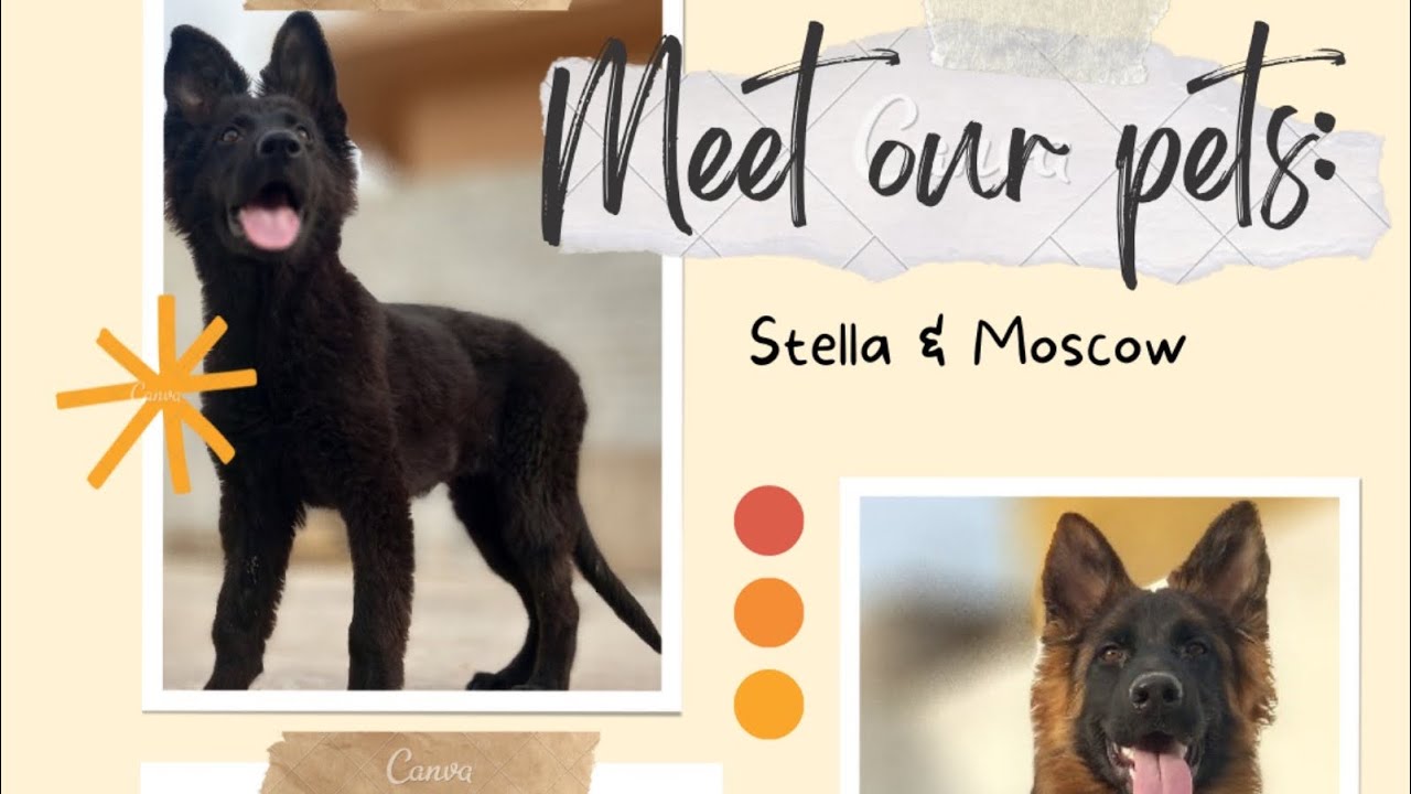 Meet our pets. |Pets Campus| - YouTube