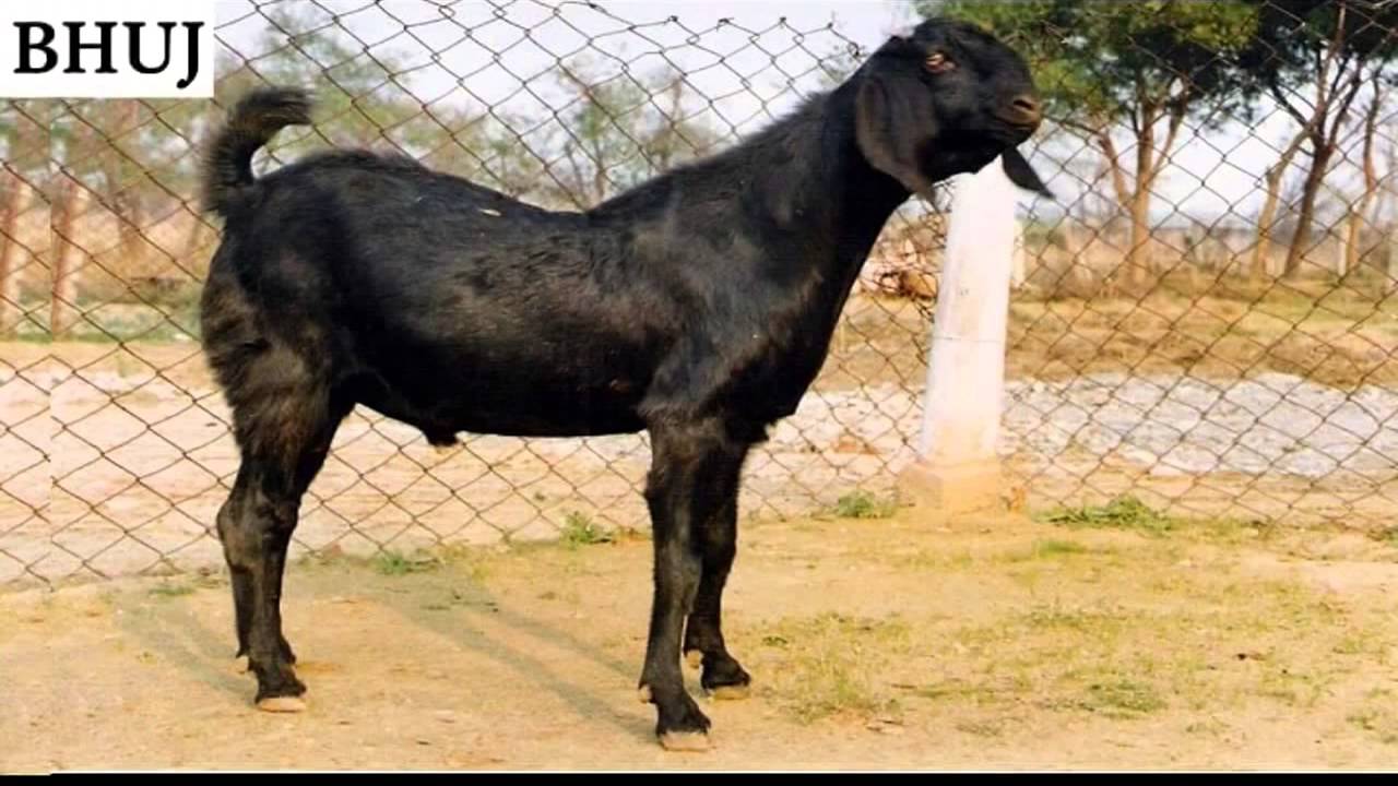 Raças de Cabras - YouTube