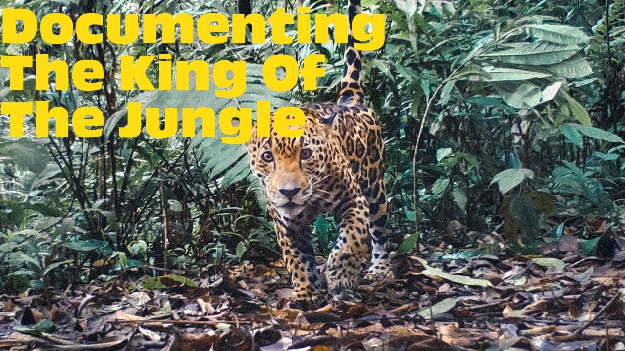 Jaguar Conservation in Costa Rica | Most Intense Jaguar Research ...