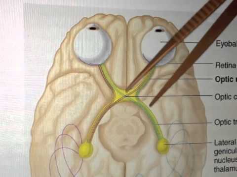 Cranial Nerves (2 of 12): Optic Nerve -- Head and Neck Anatomy 101 ...