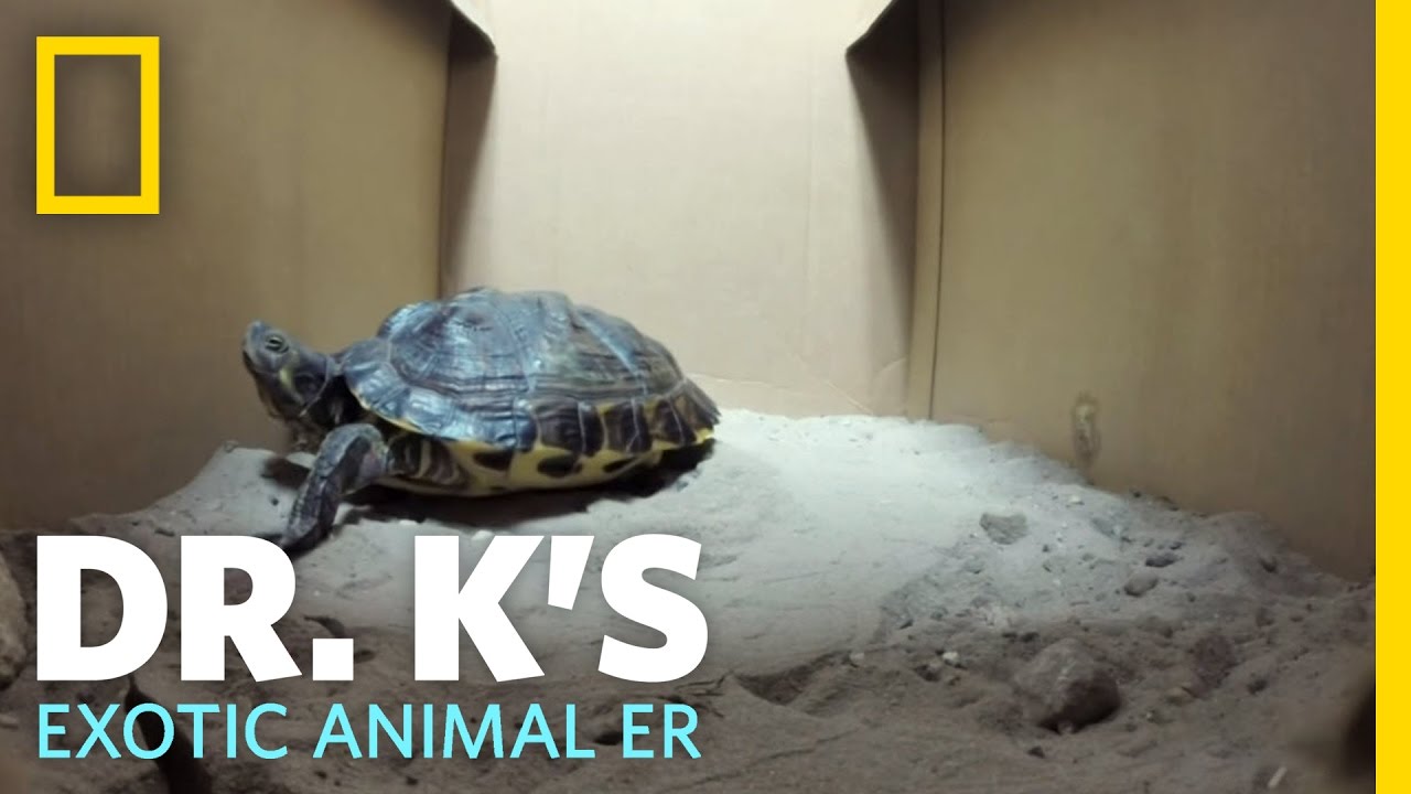 Egg-Bound Turtle | Dr. K's Exotic Animal ER - YouTube