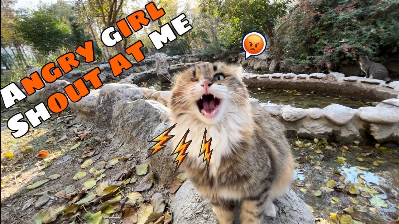 Angry Fighter Cat Got Angry with me , and attack several cats - YouTube
