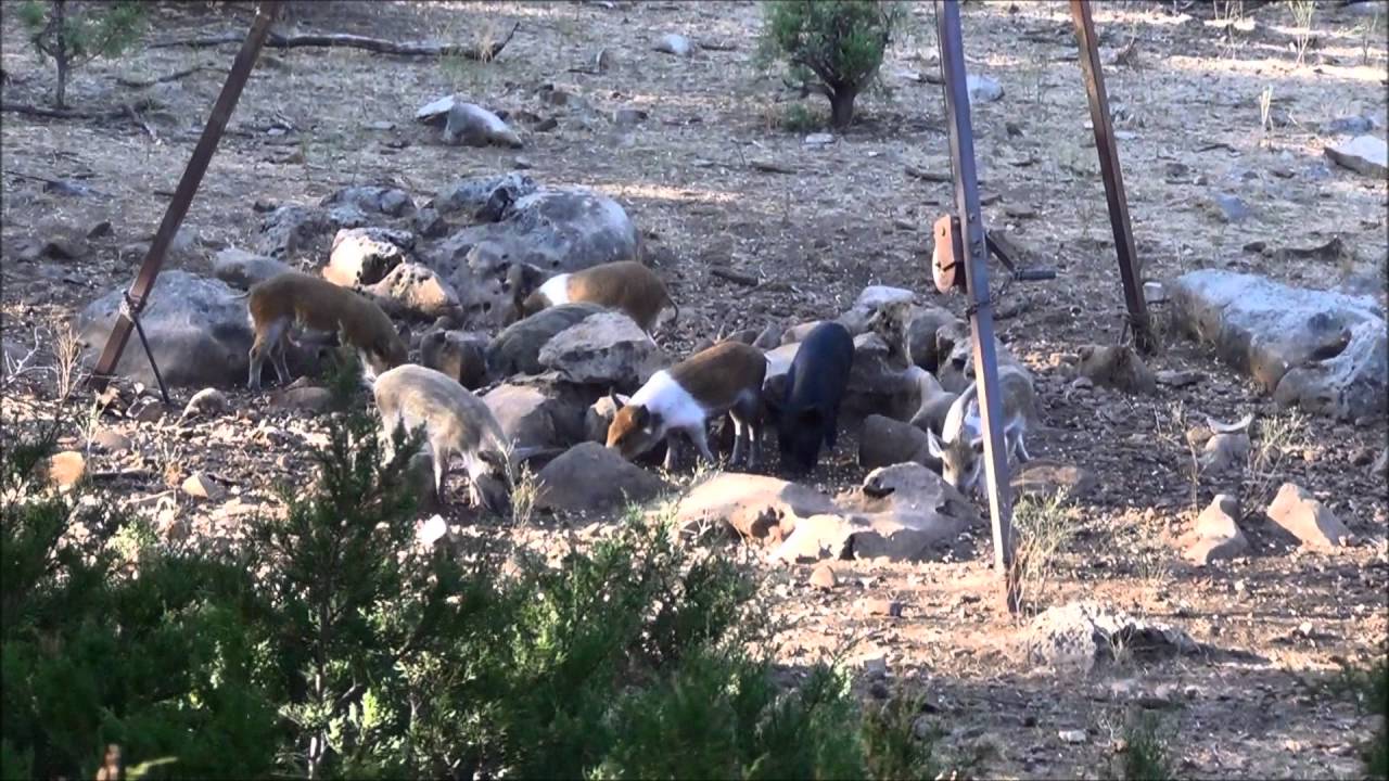 San Saba, Texas- hog kill October 2015 - YouTube