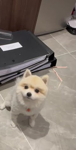 ANJING PINTAR - YouTube