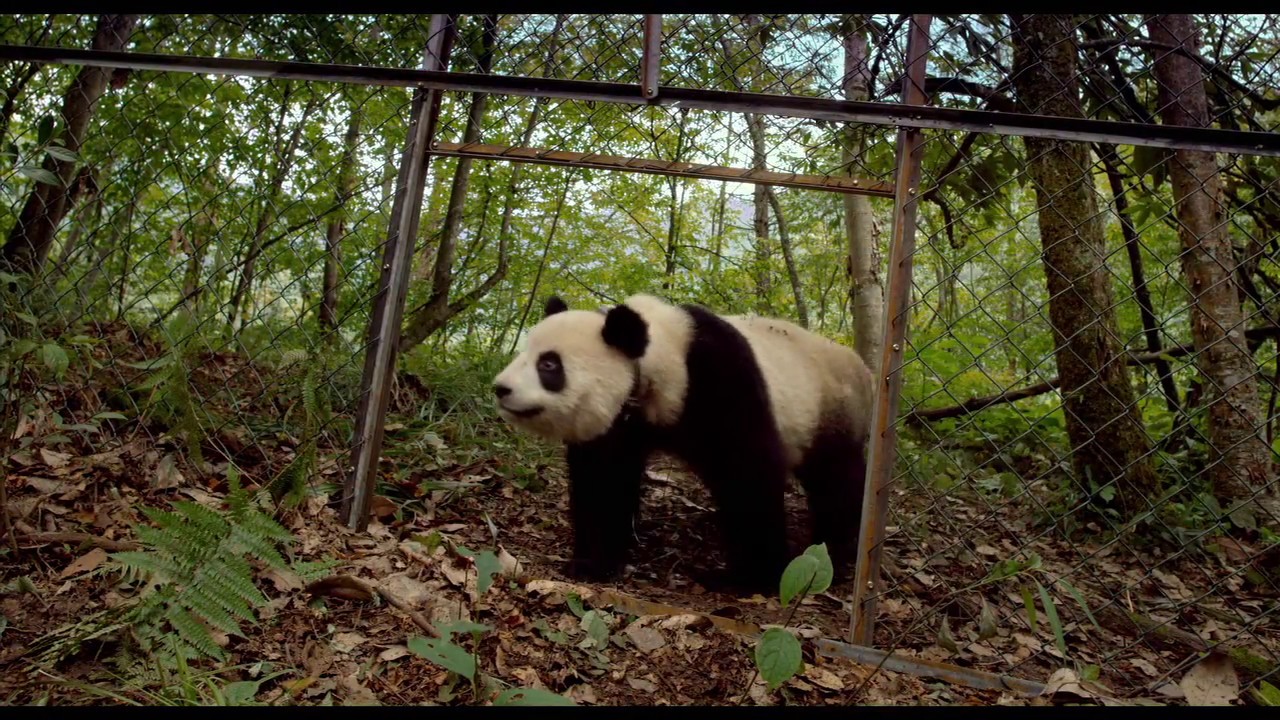 PANDAS - OFFICIAL TRAILER [HD] (2) - YouTube