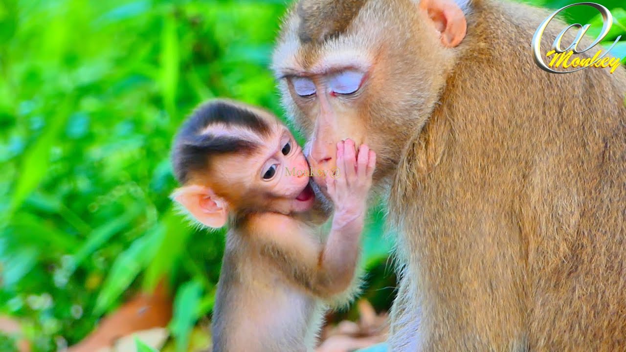 Baby Monkey never stops love from his mom. - YouTube
