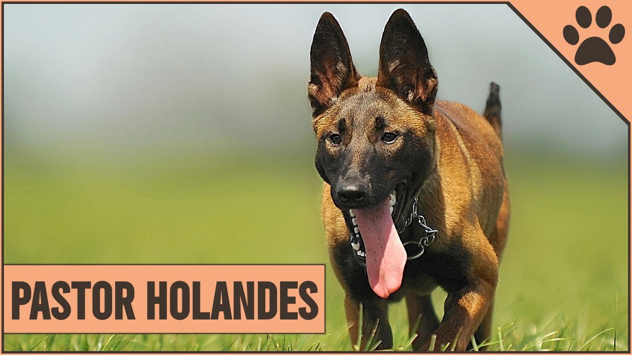 Pastor Holandés Características y Curiosidades | Perros Mundo - YouTube