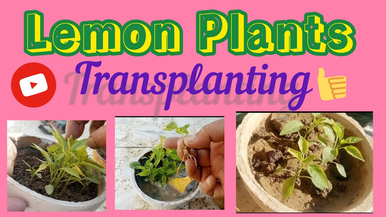 How To Transplant Lemon Plants | Transplanting |#growathome # ...