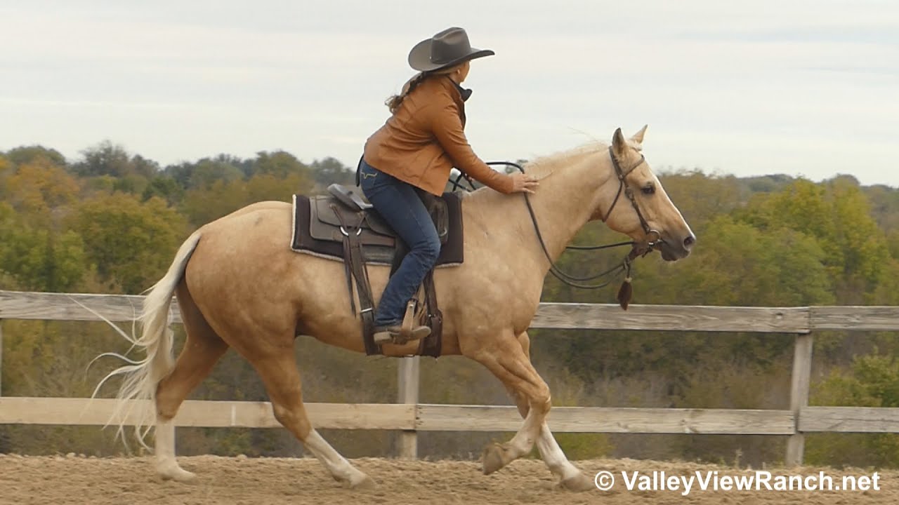 Trigger - walk, trot, lope, stops! - ValleyViewRanch.net - YouTube