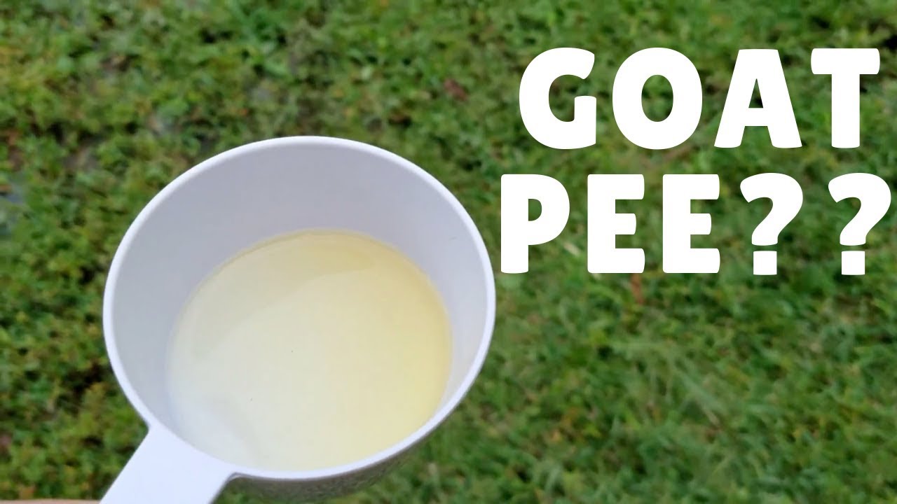 Goat Pee?? Time To Give The P-Test? - YouTube