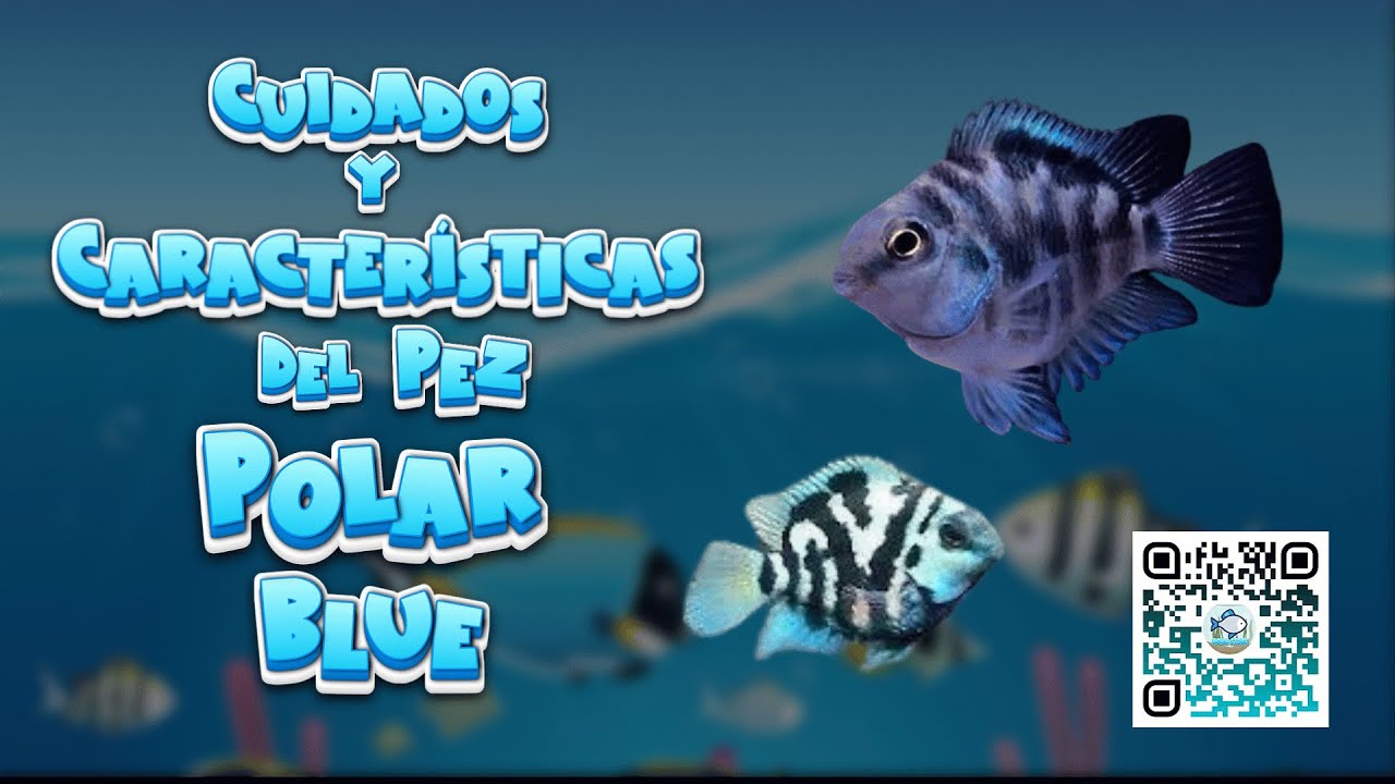 🐟 CUIDADOS y CARACTERÍSTICAS del PEZ POLAR BLUE 🐠🌿 #peces #aguadulce # ...