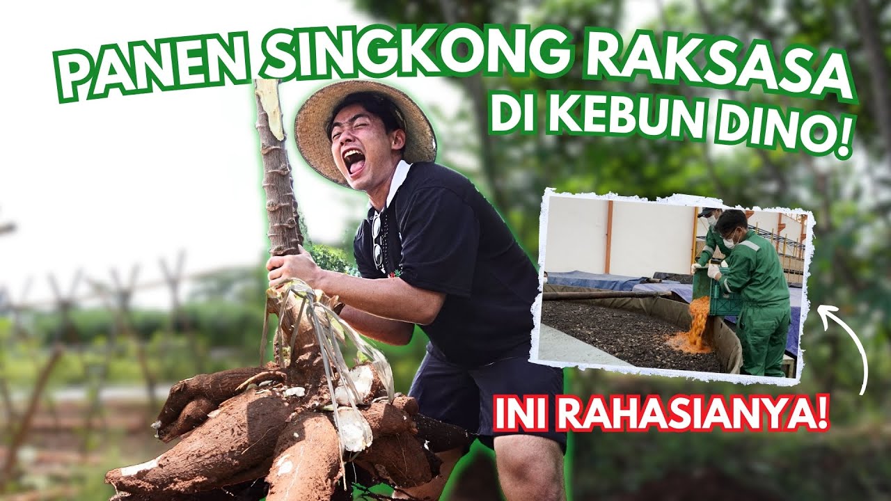 Panen Singkong JUMBO 50 KG⁉️ Ini RAHASIA NYA‼️🧑‍🌾🥬 - YouTube