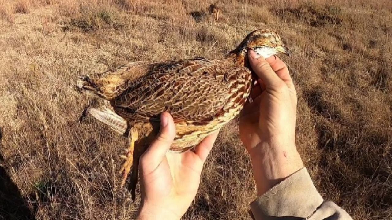 Wing-shooting! SNEAK PEEK INTO NEXT WEEK!!! - YouTube