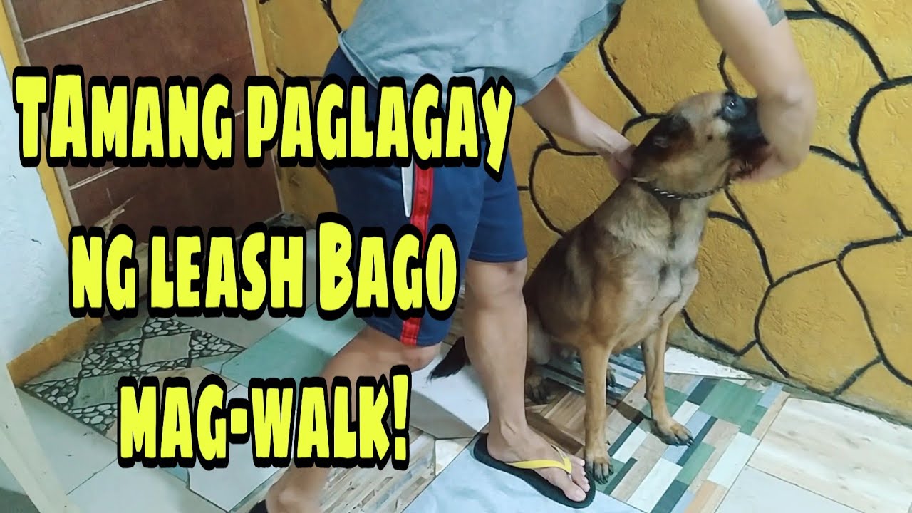 TAMANG PAGLAGAY NG TALI NG ASO BAGO MAGWALK! - YouTube