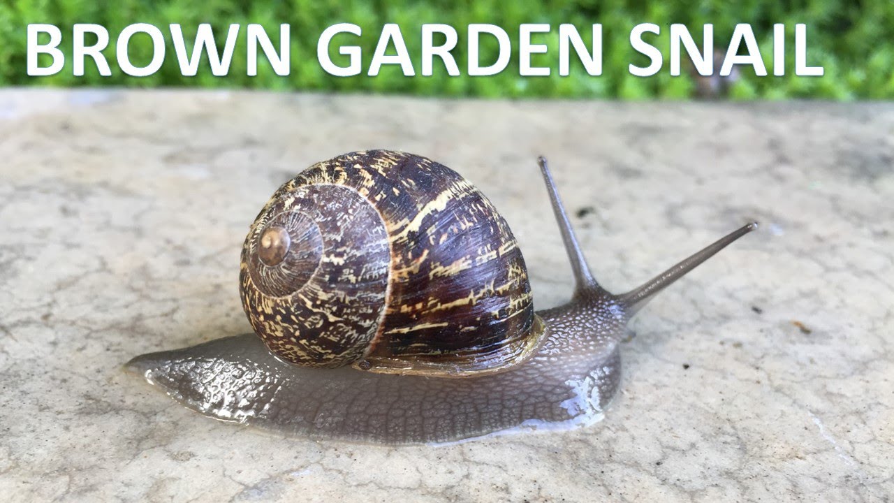 Brown Garden Snails As Pets | Fasci Garden