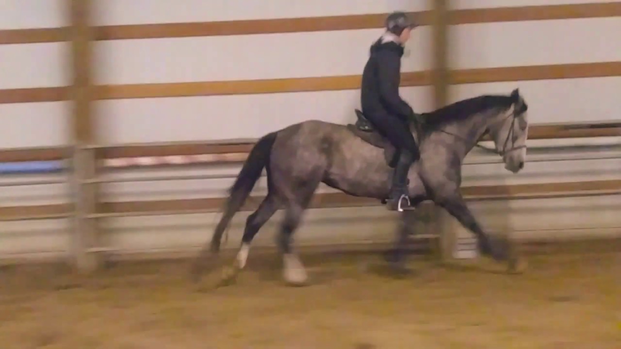 Irish- 4 yr Appendix gray mare 16h. Eventing Prospect for SALE!! - YouTube
