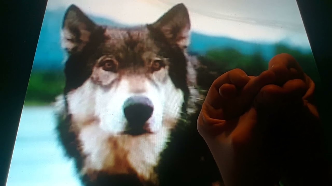 Horacio the handsnake - Jed the Wolfdog - YouTube