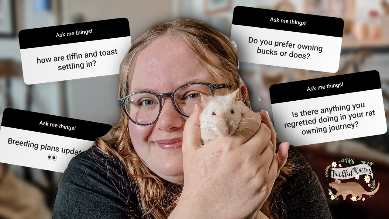 How are Tiffin and Toast settling in? Breeding plan updates... | Rat ...