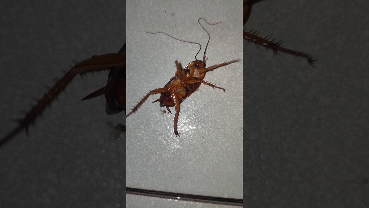 Cockroach sprayed and see the result - YouTube