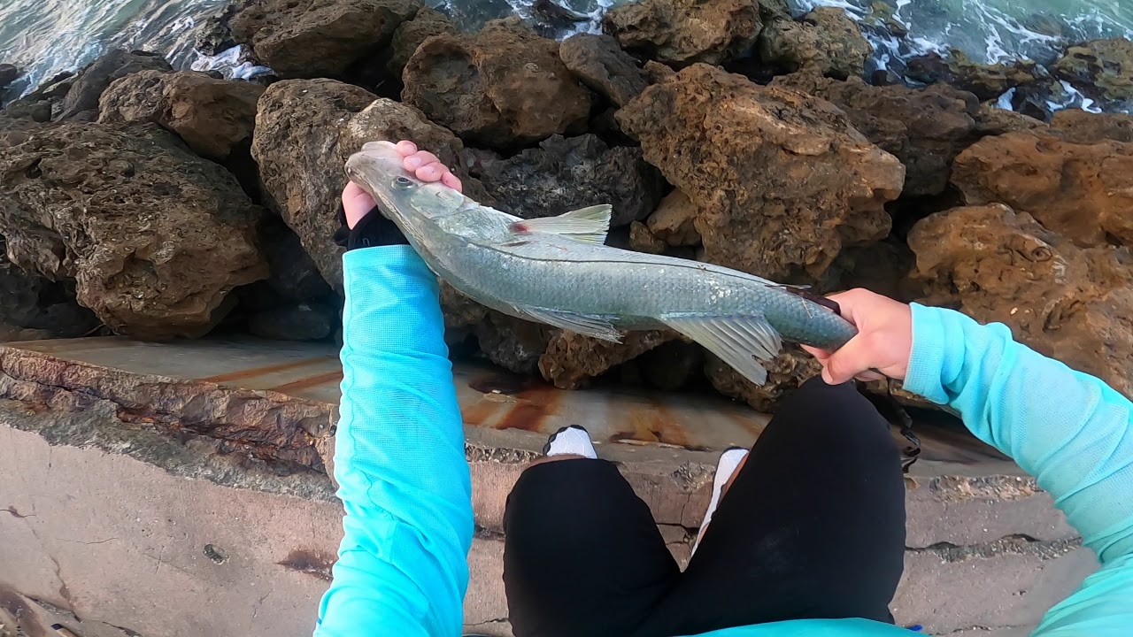 Catch Snook with Live Target Swim Baits - How To Work The Lure - YouTube