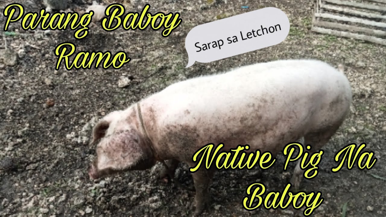 ANG NATIVE PIG NA BABOY SA BUNDOK, KA UNTI NALANG ANG MAY ALAGA NA ...