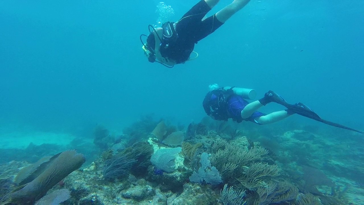 Scuba Diving in Key Largo - Pleasure Reef - YouTube