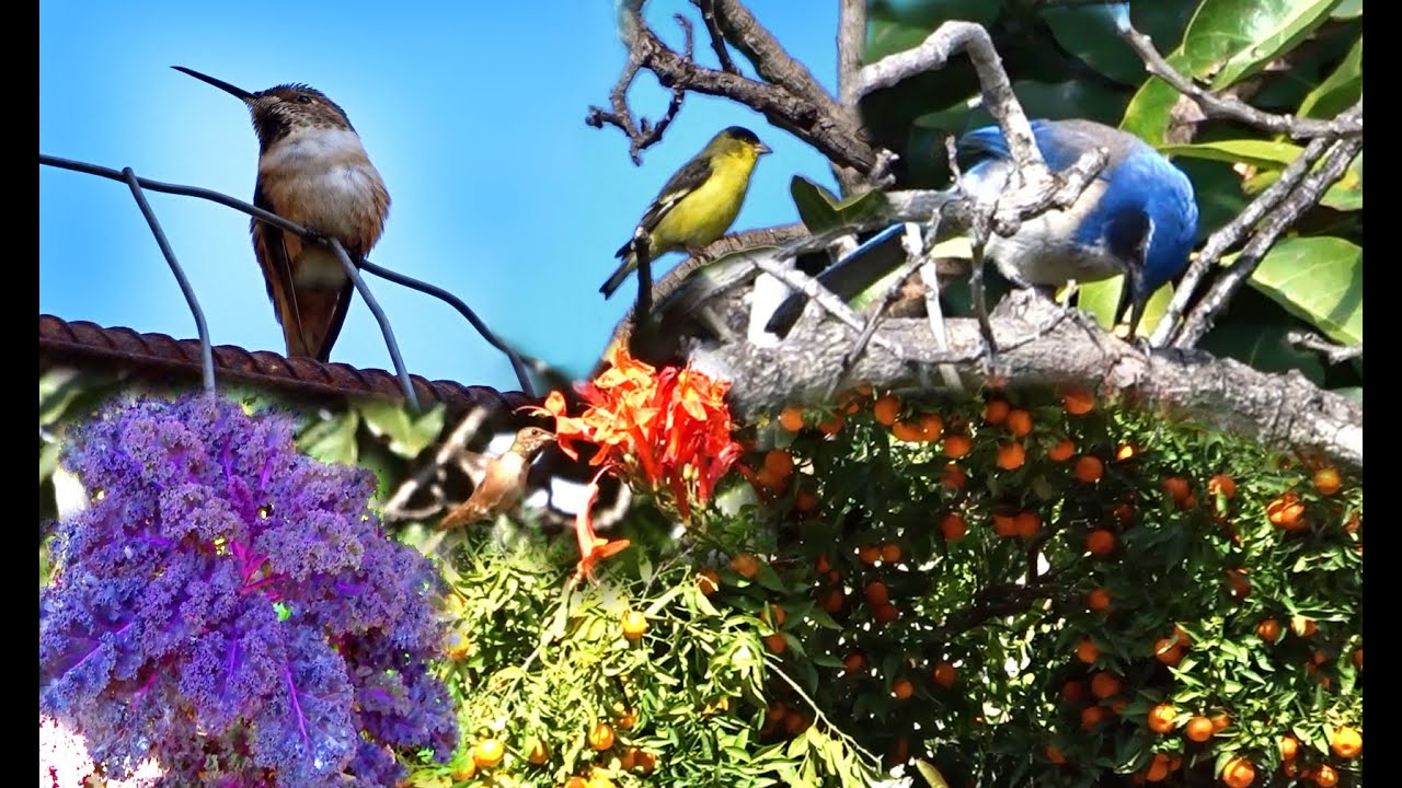 Garden Nature Walk Hummingbird Birds Vegetable & Woodchips Fruit Trees ...