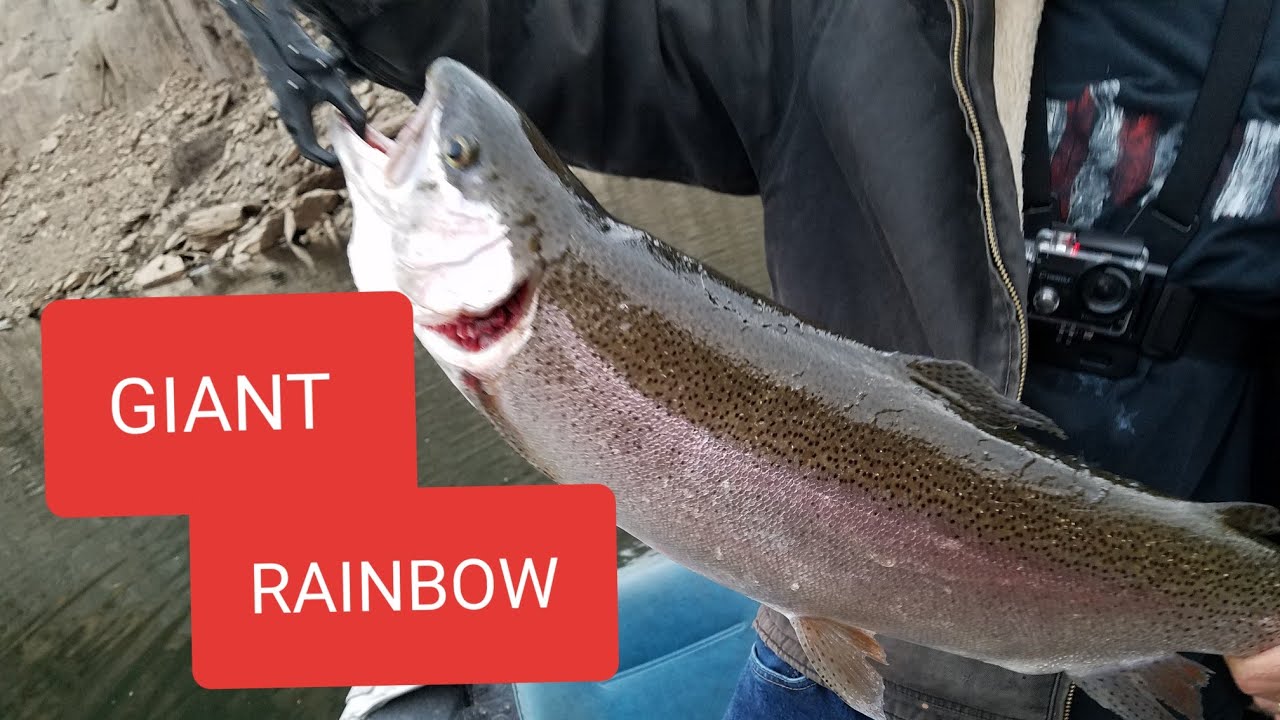 28 inch Monster Rainbow Trout caught! Lake McClure. - YouTube