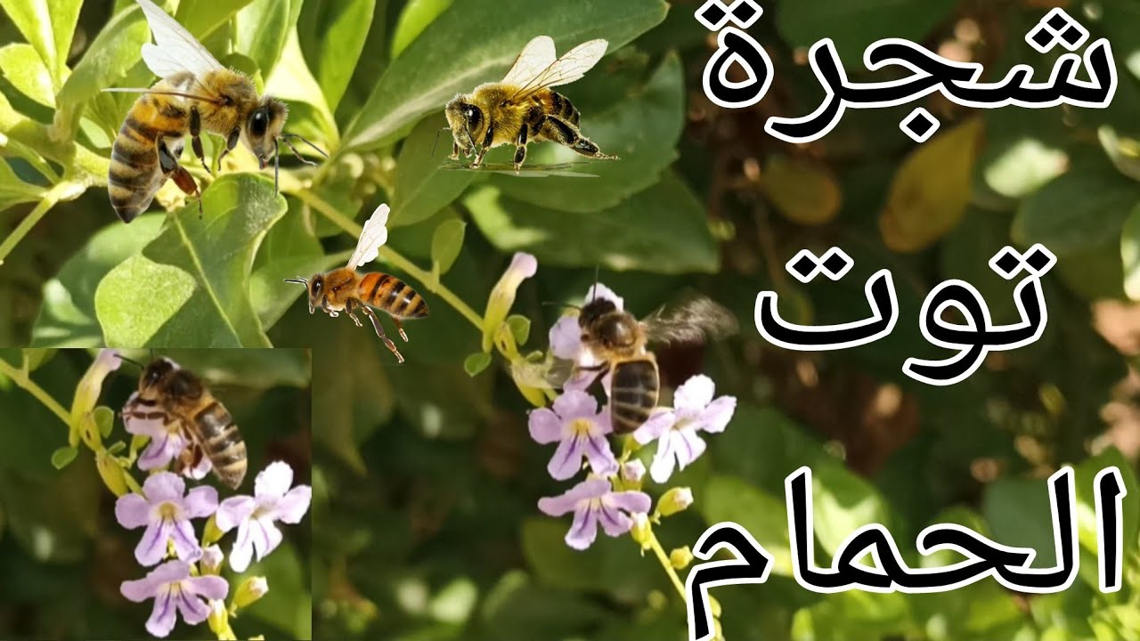 شجرة توت الحمام وسبب تسميتها بهذا الإسم Duranta Erecta Youtube