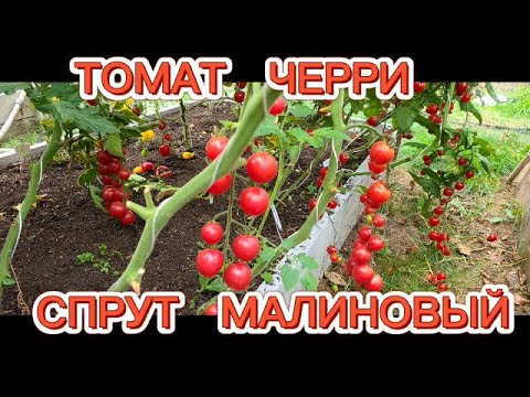 ТОМАТ СПРУТ ЧЕРРИ МАЛИНОВЫЙ. ОБЗОР КУСТА И ПОМИДОР. - YouTube