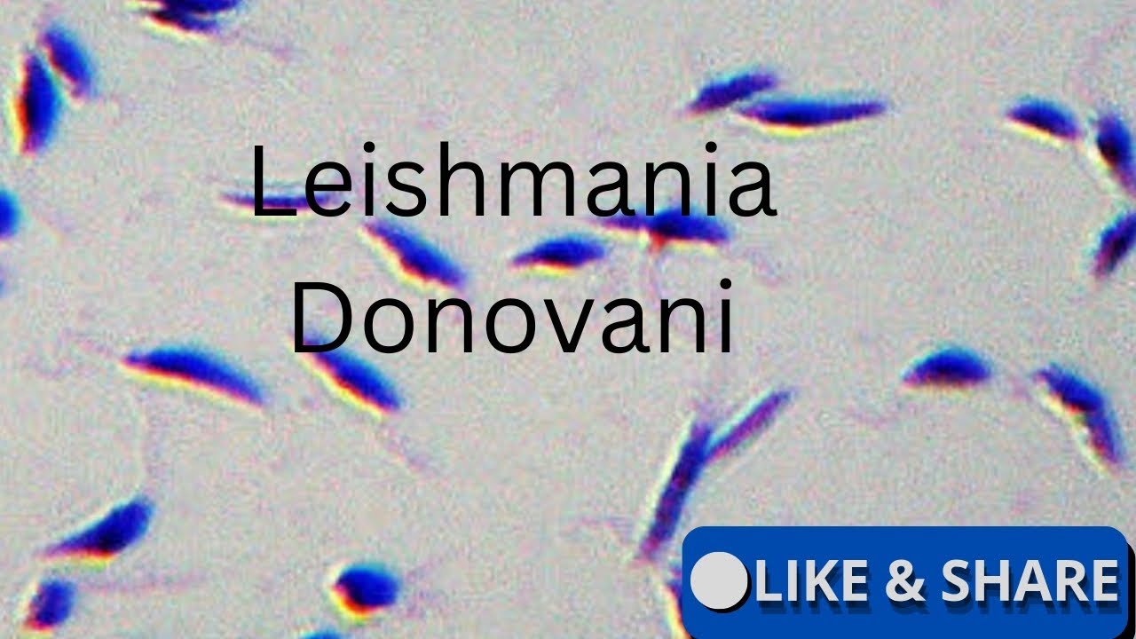 Parasite:- Leishmania Donovani 🪱 - YouTube