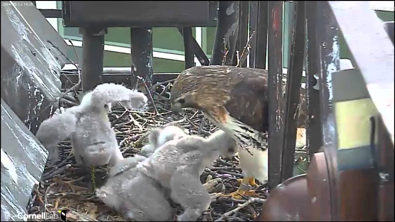 CornellRTHA Cam 'Snake Delivery To The Nest Courtesy of Ezra' 2:20 pm ...