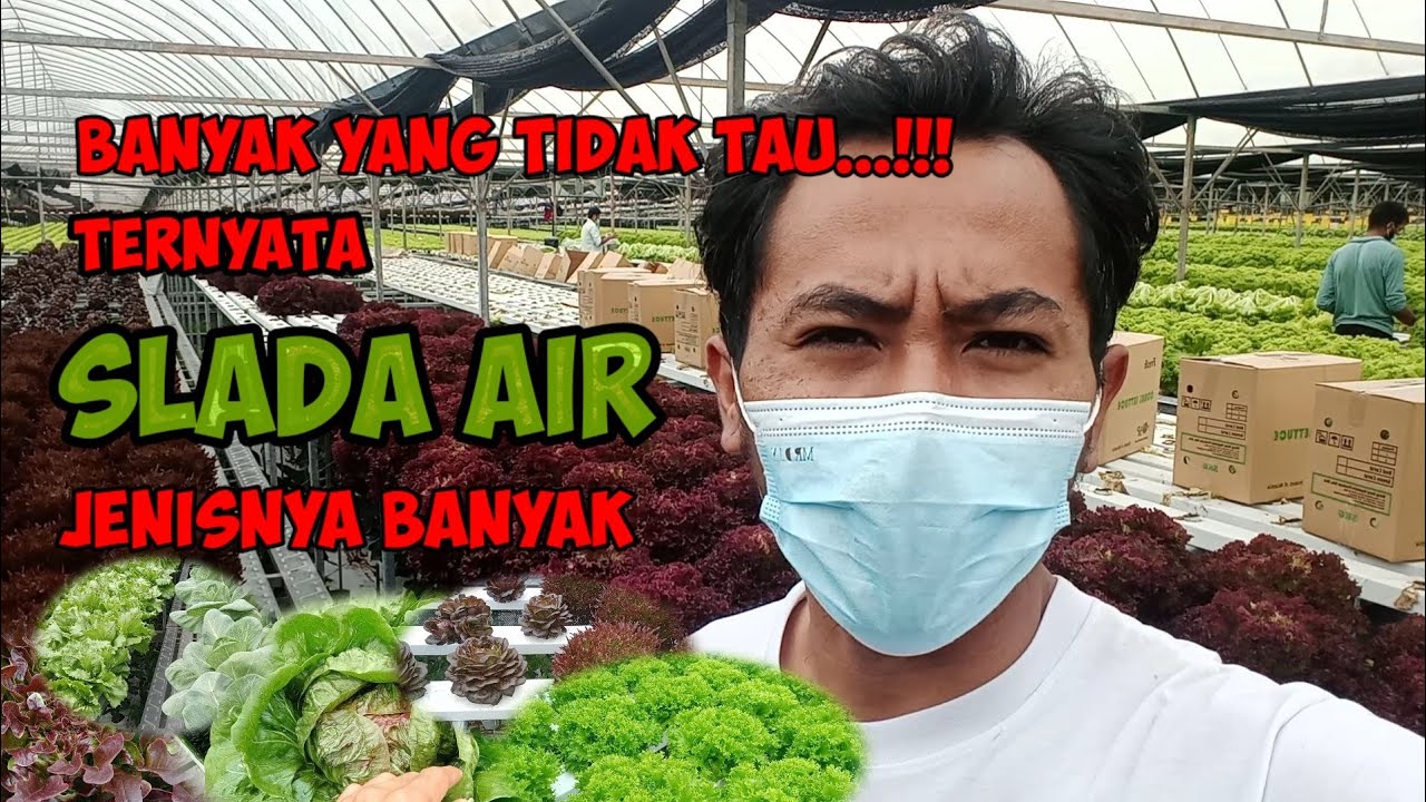 kenali jenis jenis slada air,dan nama namanya, ternyata banyak jenisnya ...