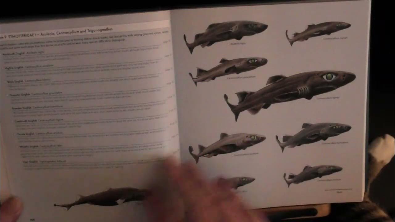Book Flip through Sharks of the World - YouTube