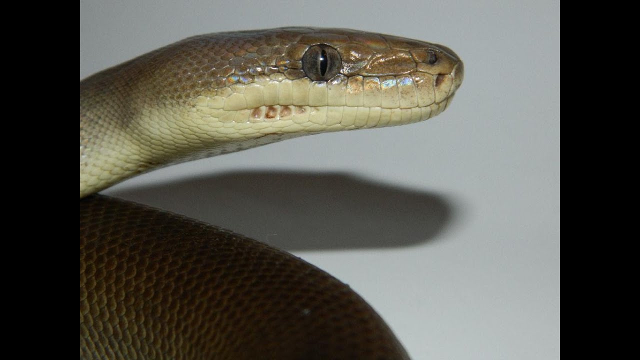 Olive Python - 50% Het Albino - Young Pair - YouTube