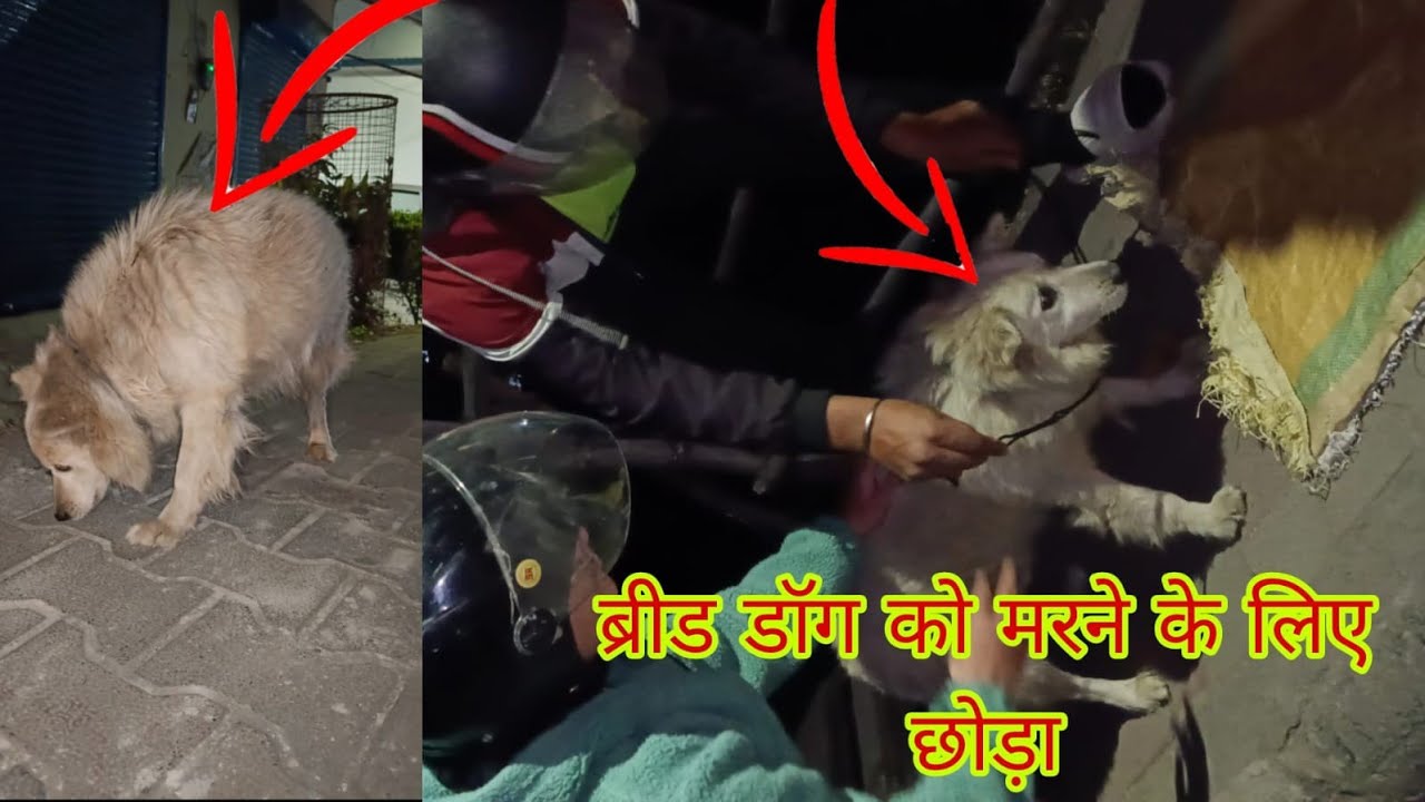 breed dog ko marne ke liye chhod Diya 🤬😱😭🙏😔😢😢😔🙏😭🤬😱 #viralvideo # ...