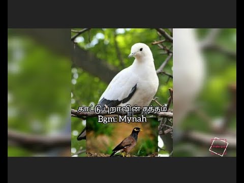 Kattu Puravin Satham / Tamil Christian song - YouTube