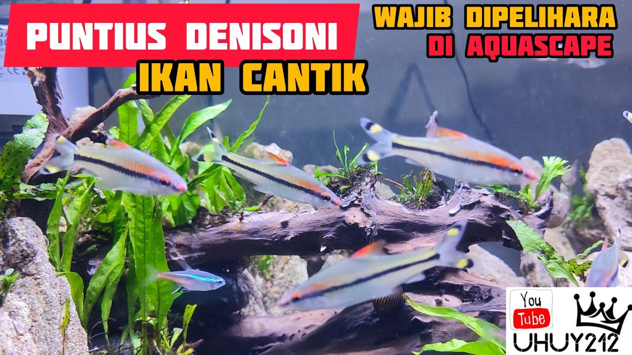 IKAN PUNTIUS DENISONI DI AQUASCAPE TEMA NATURAL - YouTube