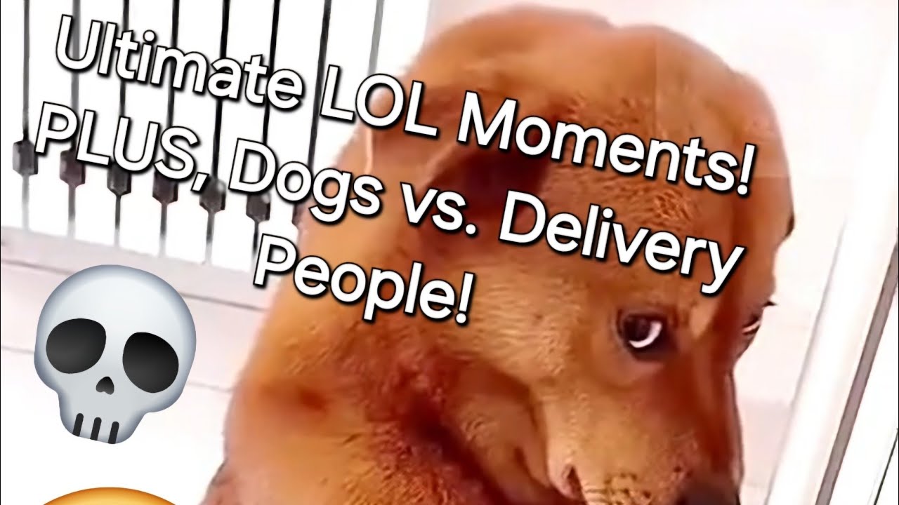 Hilarious Animal Fails And Dog Vs. Delivery People Showdown ...